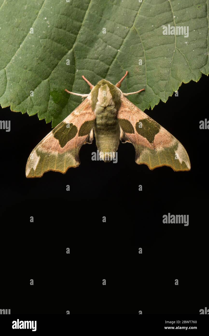 Male lime hawkmoth hi-res stock photography and images - Alamy