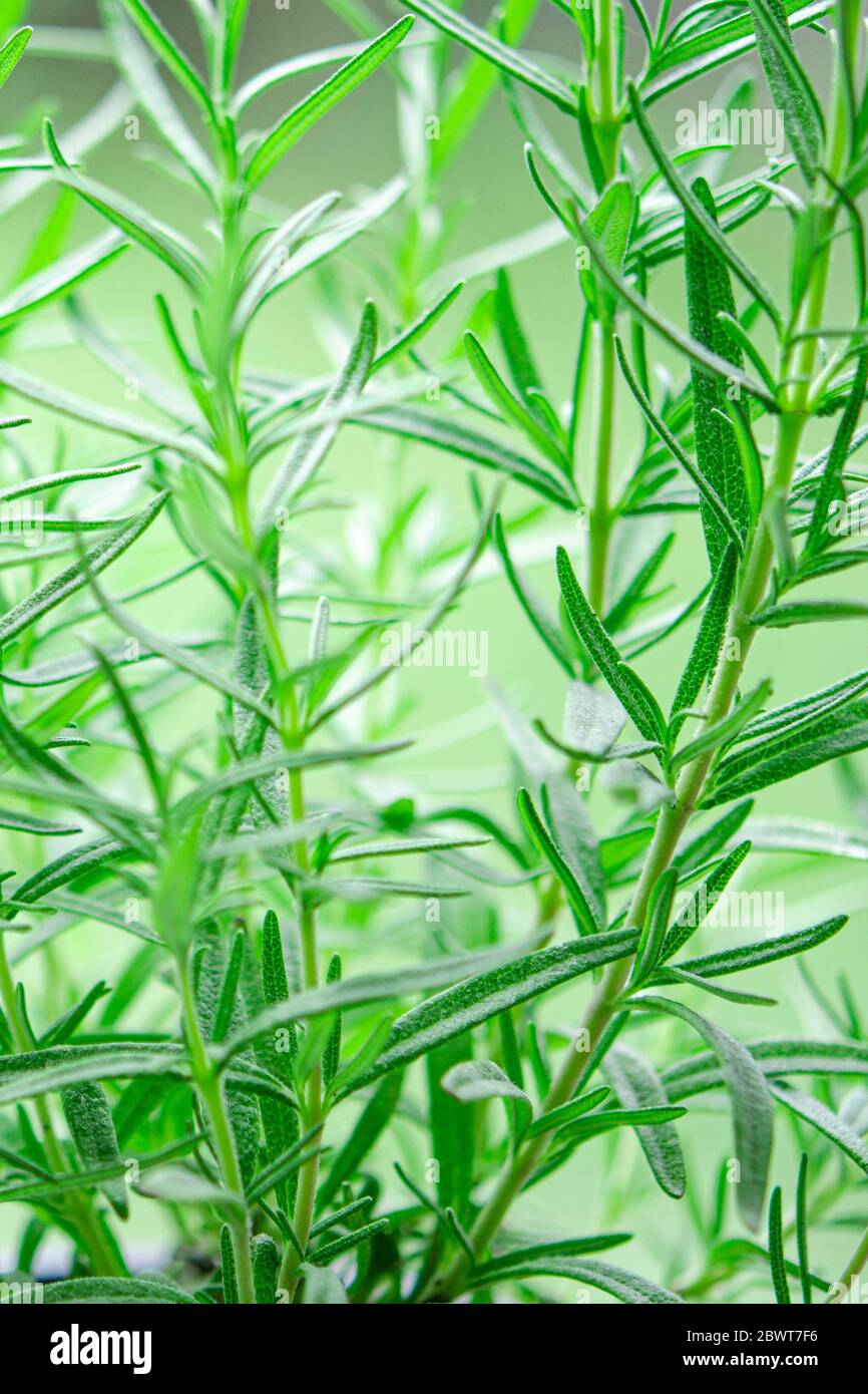 Fresh Rosemary Herb grow outdoor. Rosemary leaves Stock Photo - Alamy