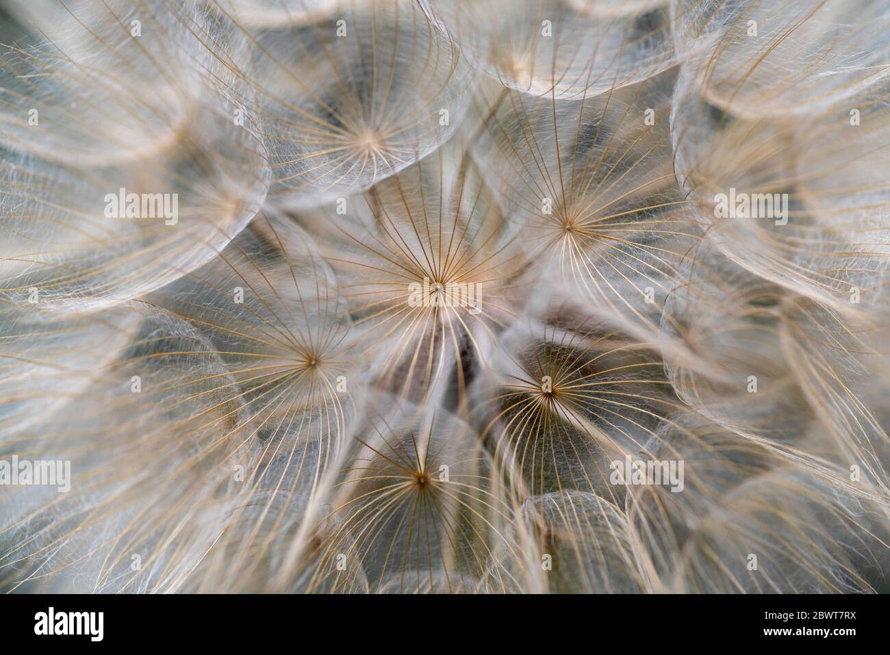 Salsify Seeds High Resolution Stock Photography and Images - Alamy