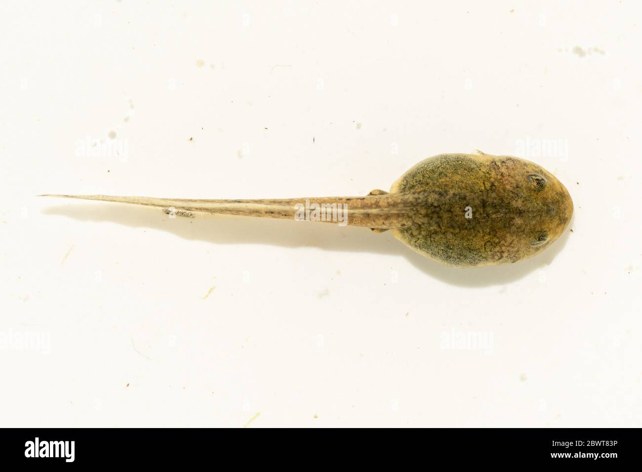 Tadpole with hind legs hi-res stock photography and images - Alamy