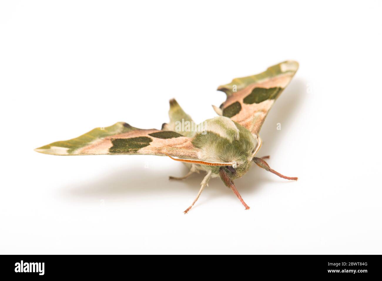 Lime hawk moth england Cut Out Stock Images & Pictures - Alamy