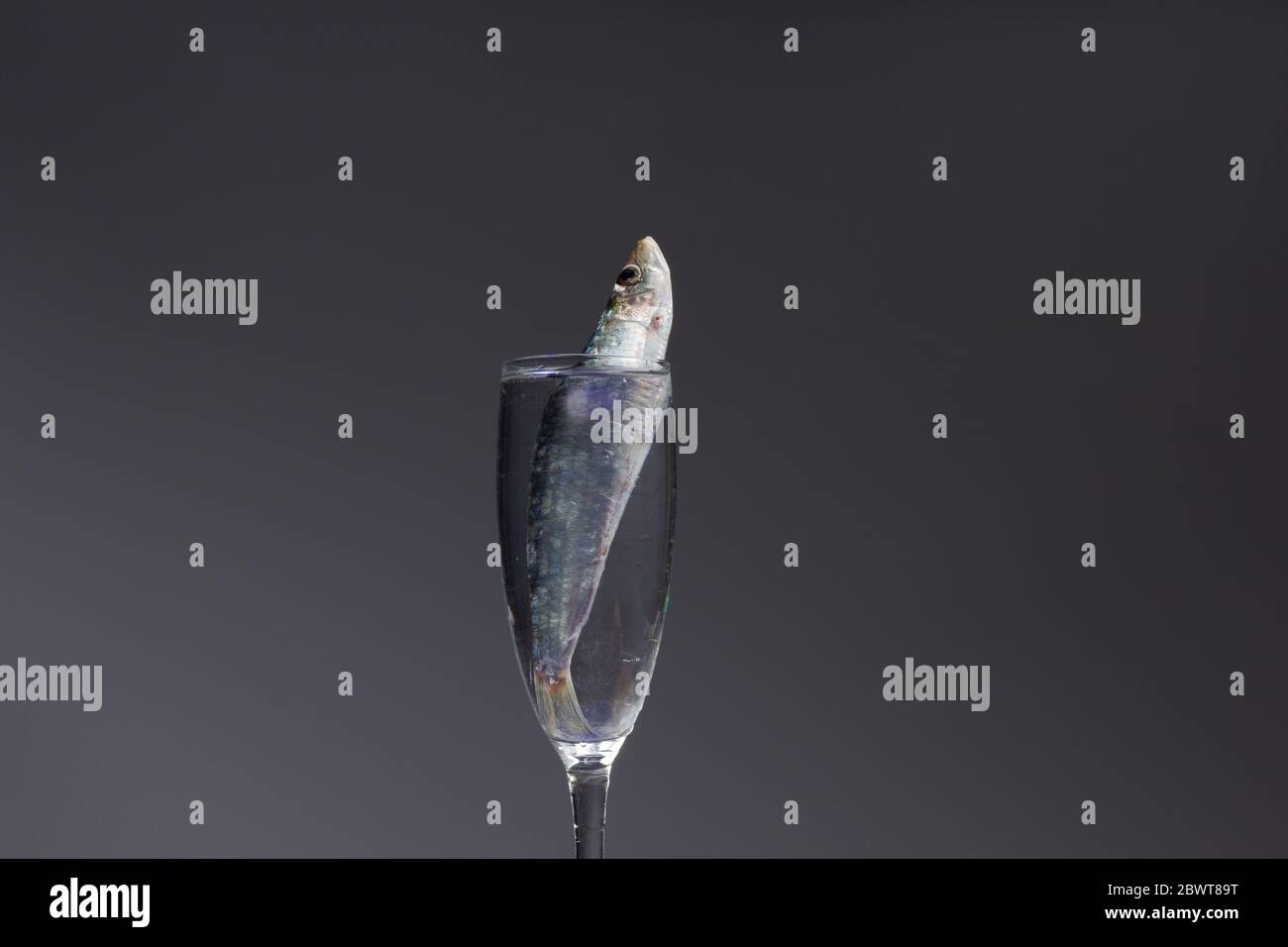 Sardine is a fish that is easily found in fishmongers, it is usually ...