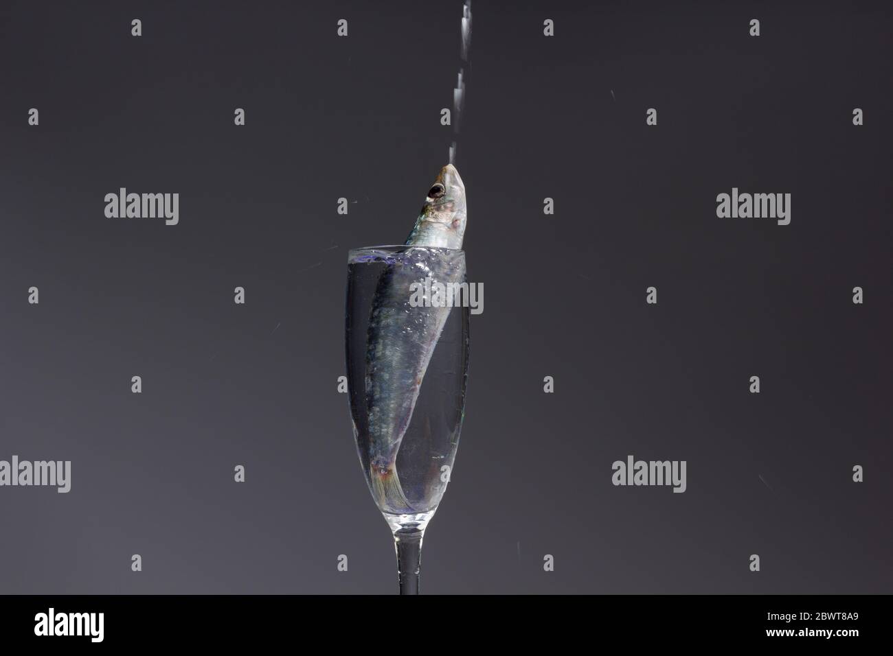 Sardine is a fish that is easily found in fishmongers, it is usually ...