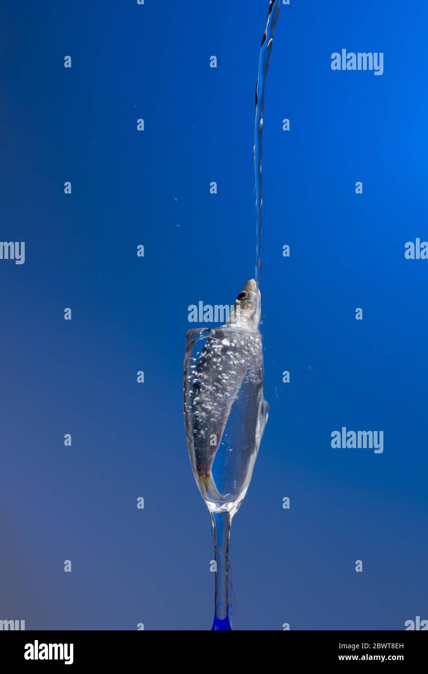 Sardine is a fish that is easily found in fishmongers, it is usually ...