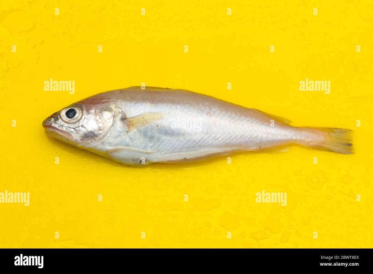 Blue whiting fish hi-res stock photography and images - Alamy
