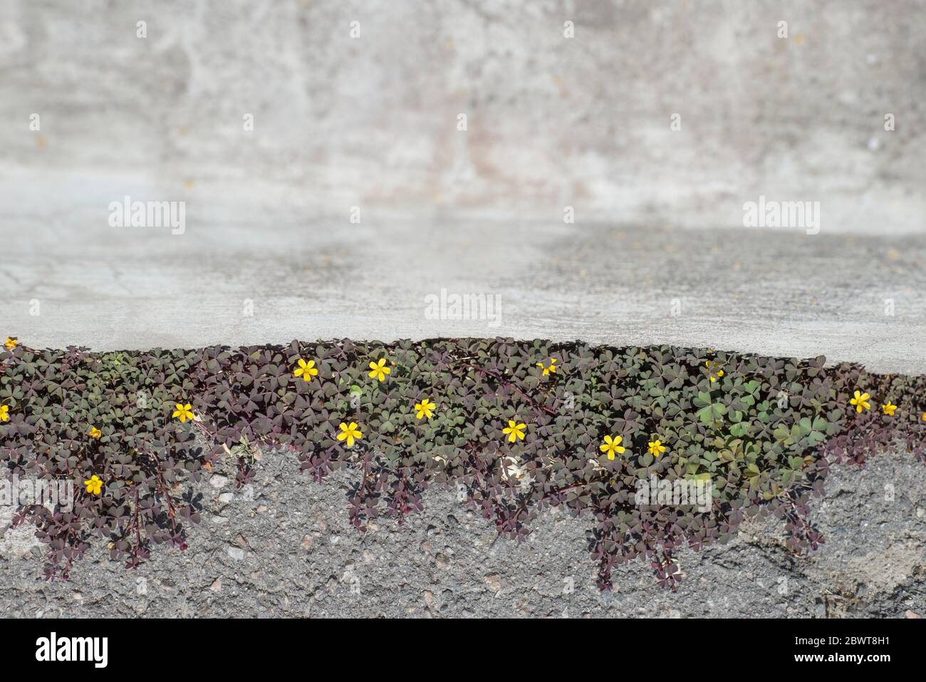 yellow flowers green burgundy clover, texture of growing clover flowers ...