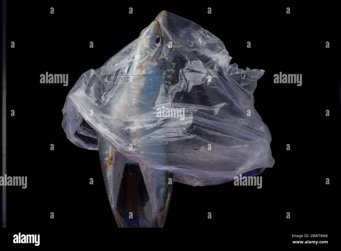 Sardine is a fish that is easily found in fishmongers, it is usually ...