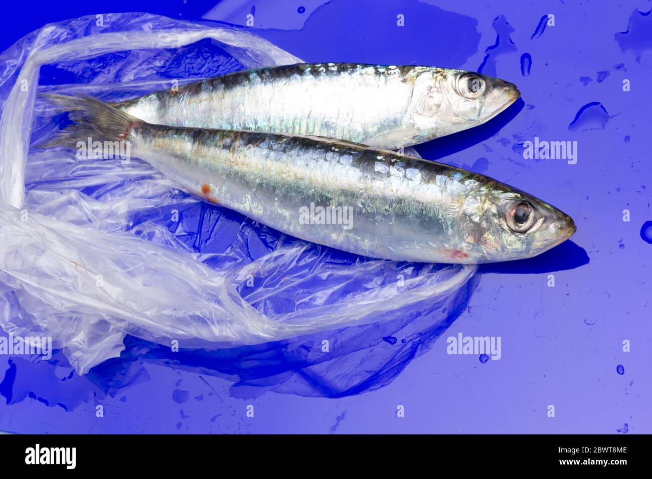Sardine is a fish that is easily found in fishmongers, it is usually ...