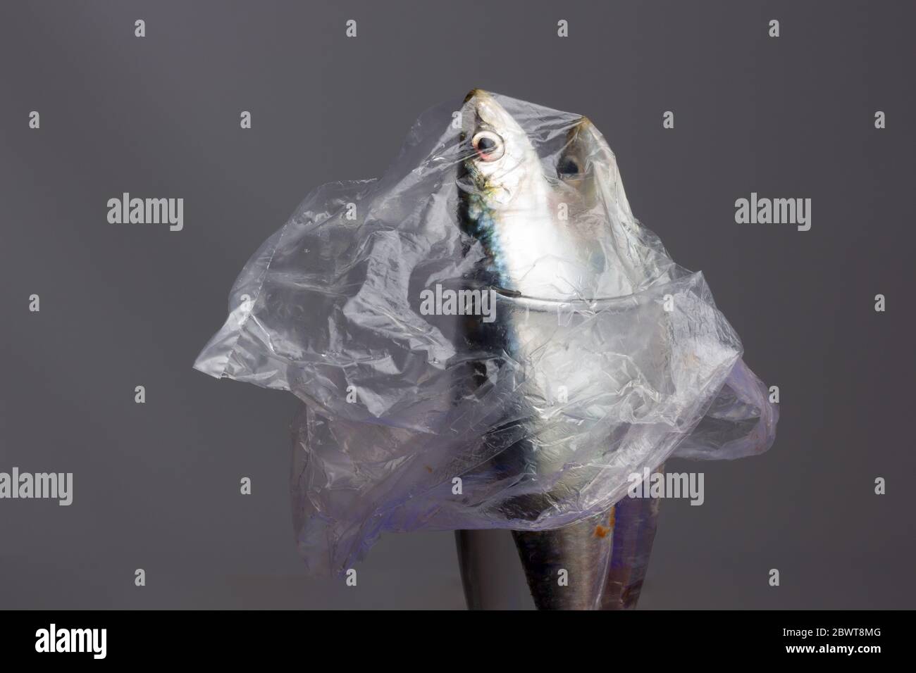 Sardine is a fish that is easily found in fishmongers, it is usually ...
