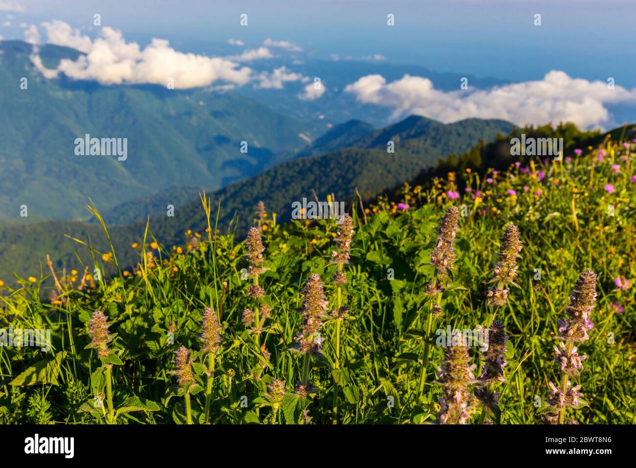Beautiful flowers on scenery mountain landscape background at Caucasus ...