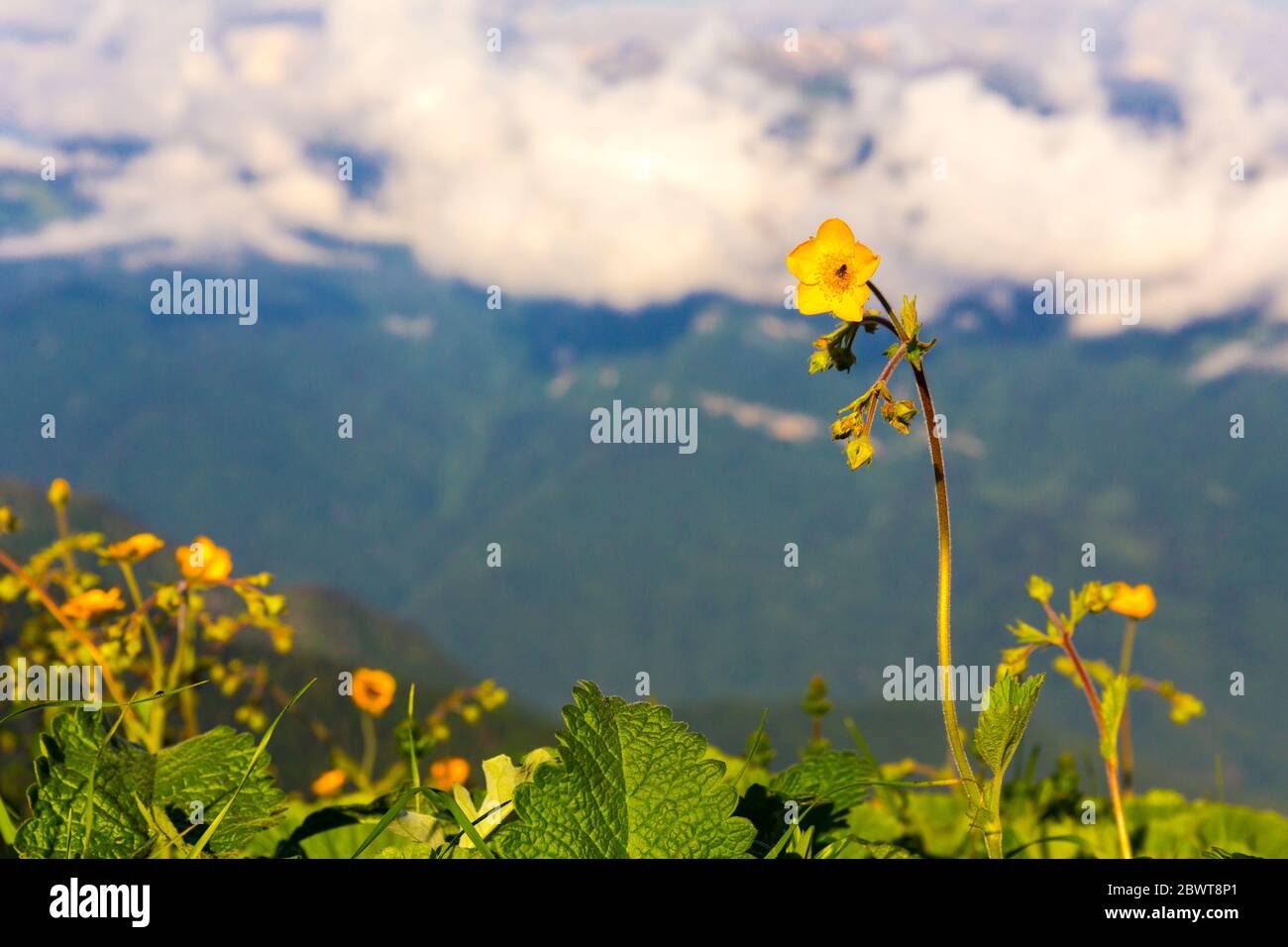 Beautiful flowers on scenery mountain landscape background at Caucasus ...