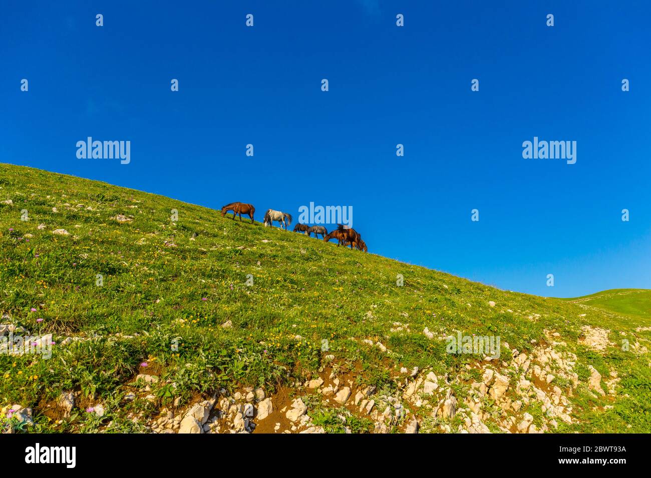 Scenery mountain landscape at Caucasus mountains with horses on the ...