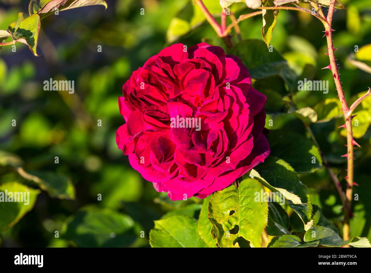 Rose Munstead Wood. Rose Cottage Garden Stock Photo - Alamy