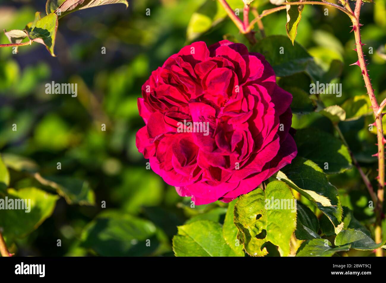 Rose Munstead Wood. Rose Cottage Garden Stock Photo - Alamy