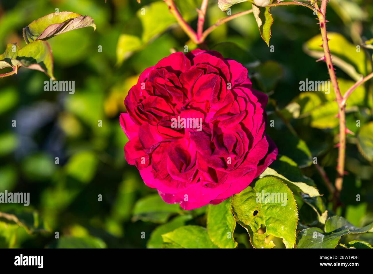 Rose Munstead Wood. Rose Cottage Garden Stock Photo - Alamy