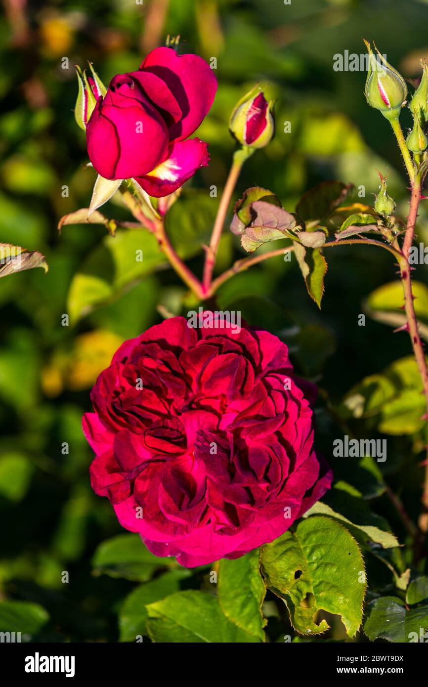 Rose Munstead Wood. Rose Cottage Garden Stock Photo - Alamy