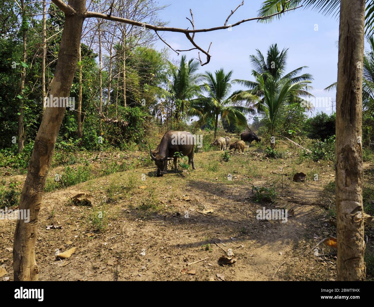 The village on Mekong river, Champassak, Laos Stock Photo - Alamy