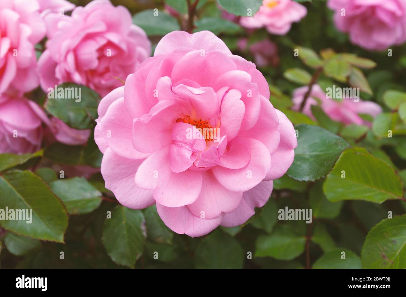 Large bush blooming red roses hi-res stock photography and images - Alamy