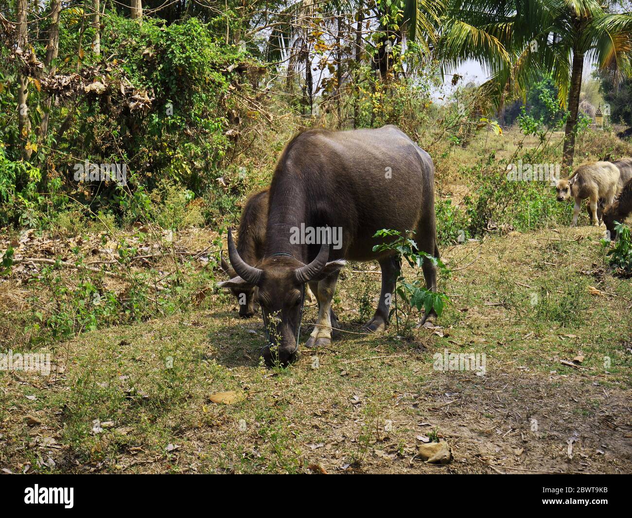 The cow in the village on Mekong river, Champassak, Laos Stock Photo ...