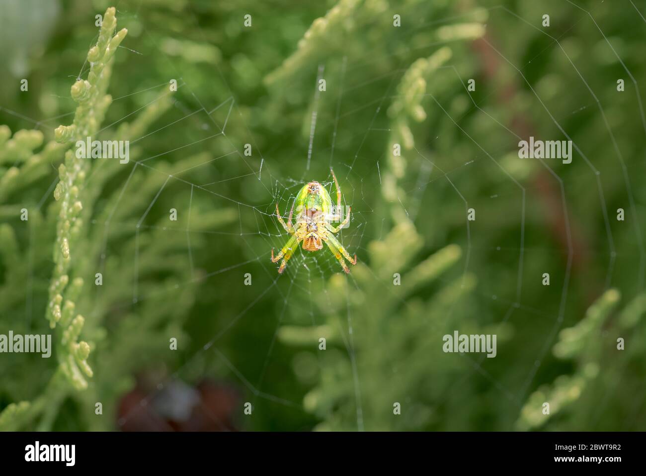 cucumber green spider, Araniella cucurbitina, camouflaged on its web ...