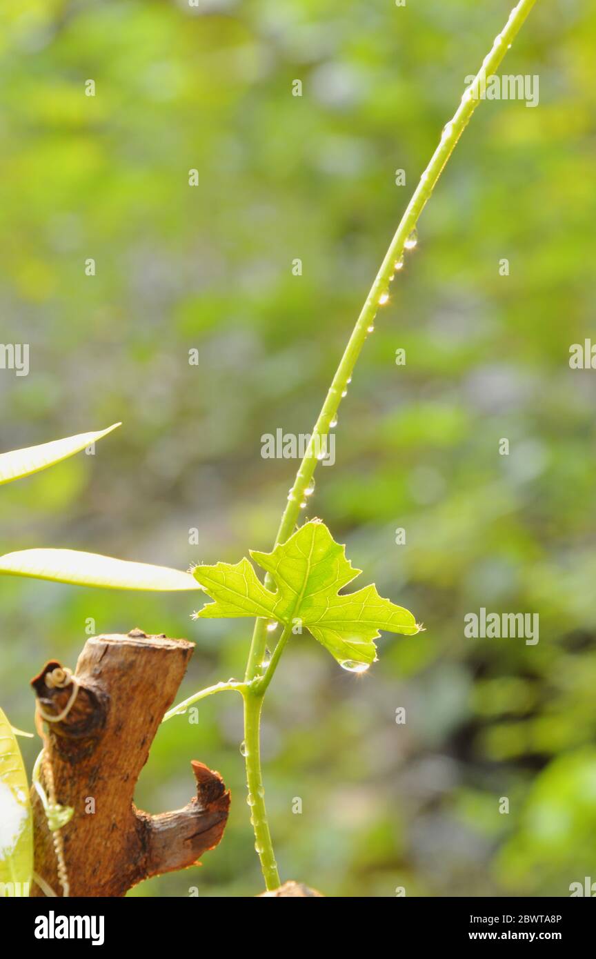 ivy gourd spring branch hanging in garden Stock Photo - Alamy