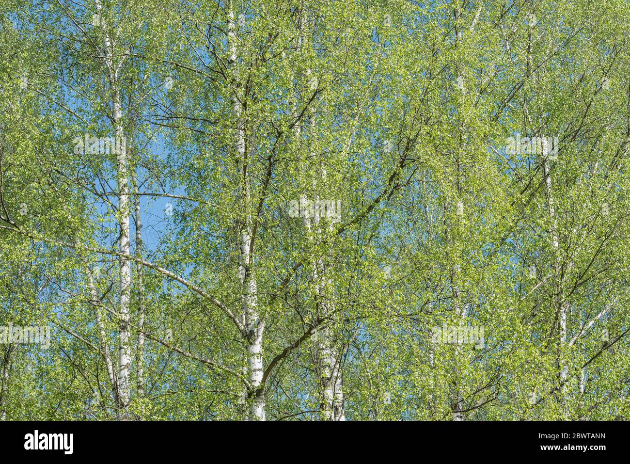 Birch tree crowns on the blue sky background Stock Photo - Alamy