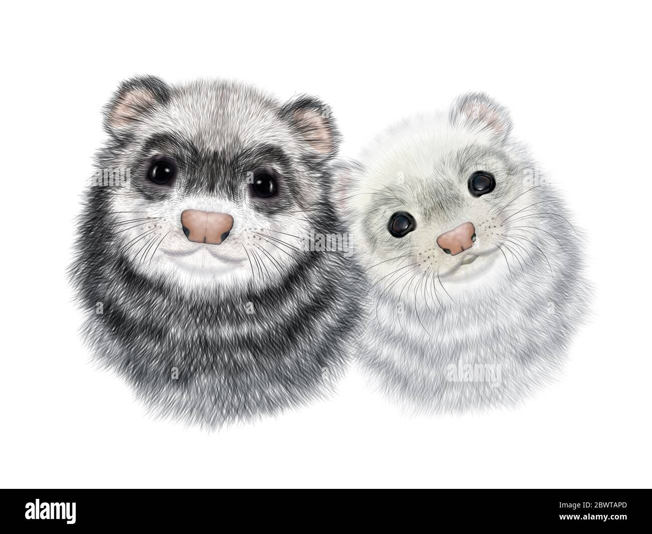 Cute Ferret Drawing