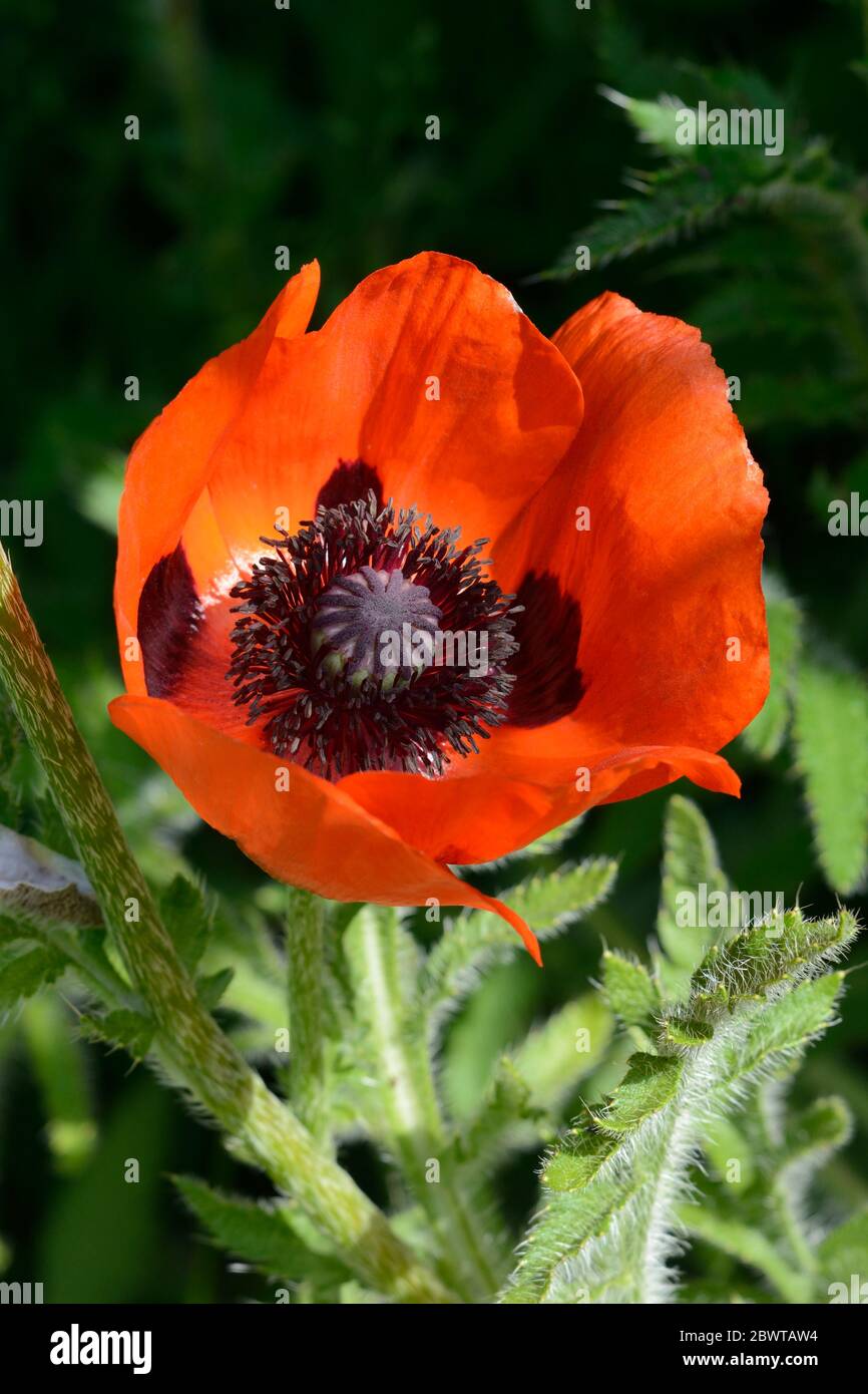 Ornamental poppy hi-res stock photography and images - Alamy