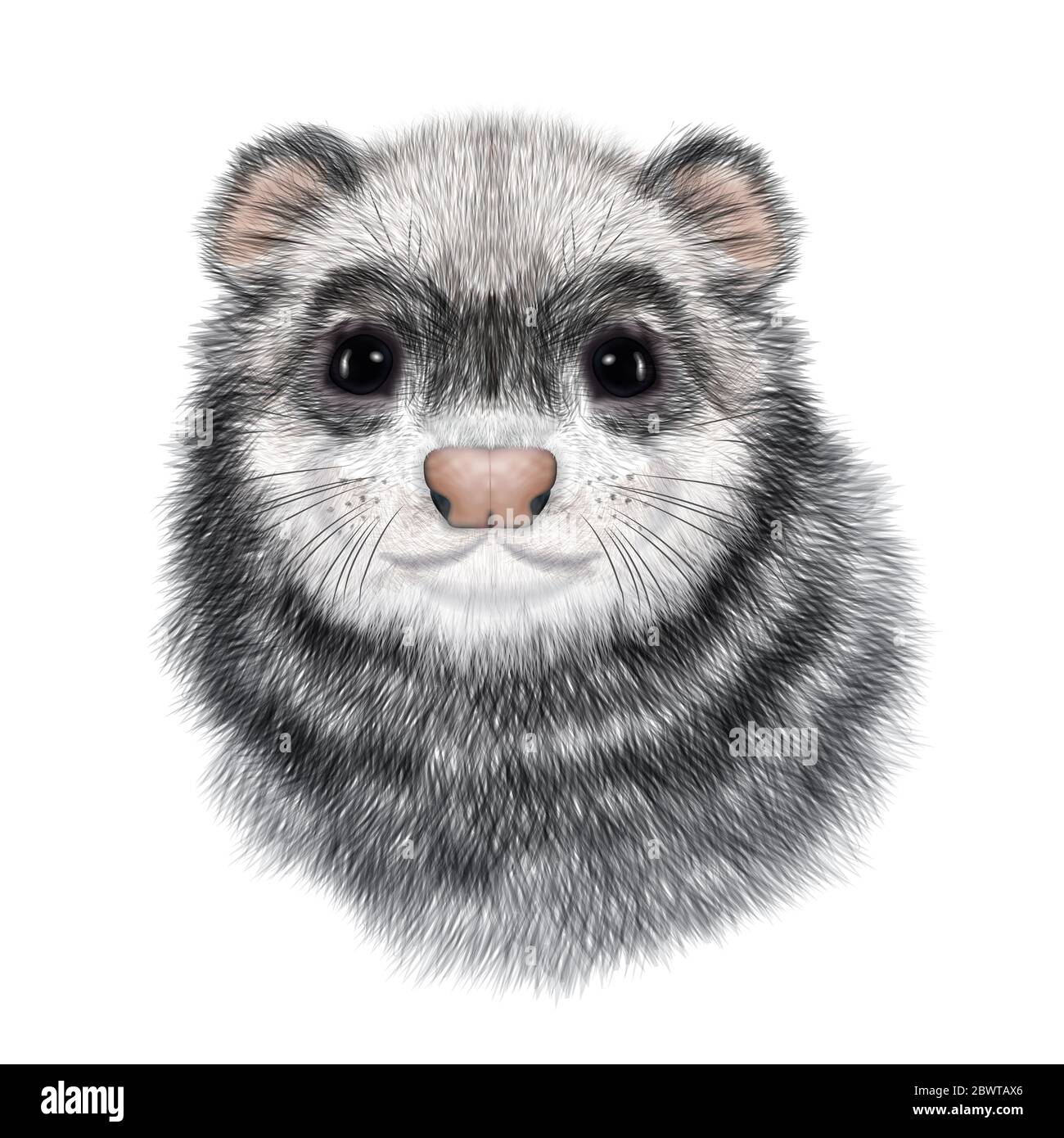 Cute Ferret Drawing