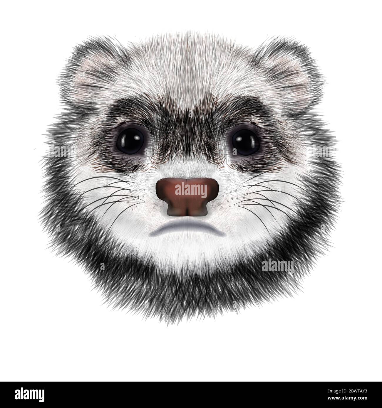 Realistic Portrait of Sad Ferret. Polecat Head Portrait. Isolated on ...