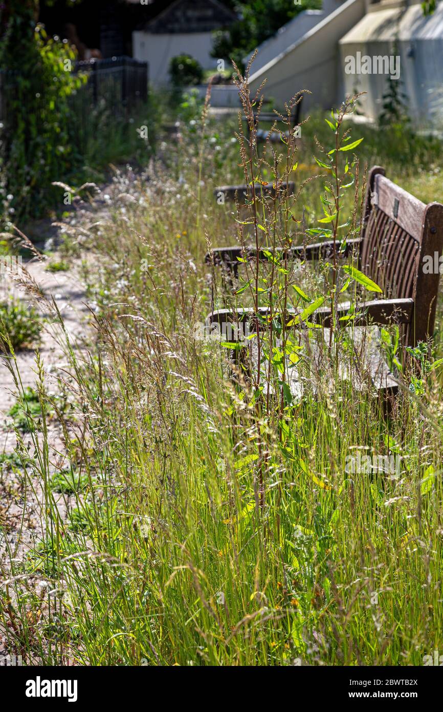 Abandoned park, overgrown park, Absence Beauty, Beauty In Nature, Bench ...