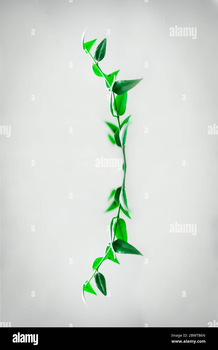 Infinity vine hi-res stock photography and images - Alamy