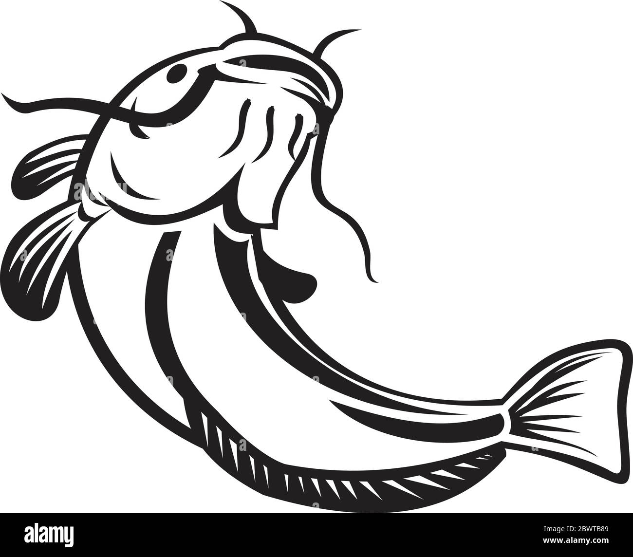 Illustration of a European catfish, Wels catfish or sheatfish, a ray ...