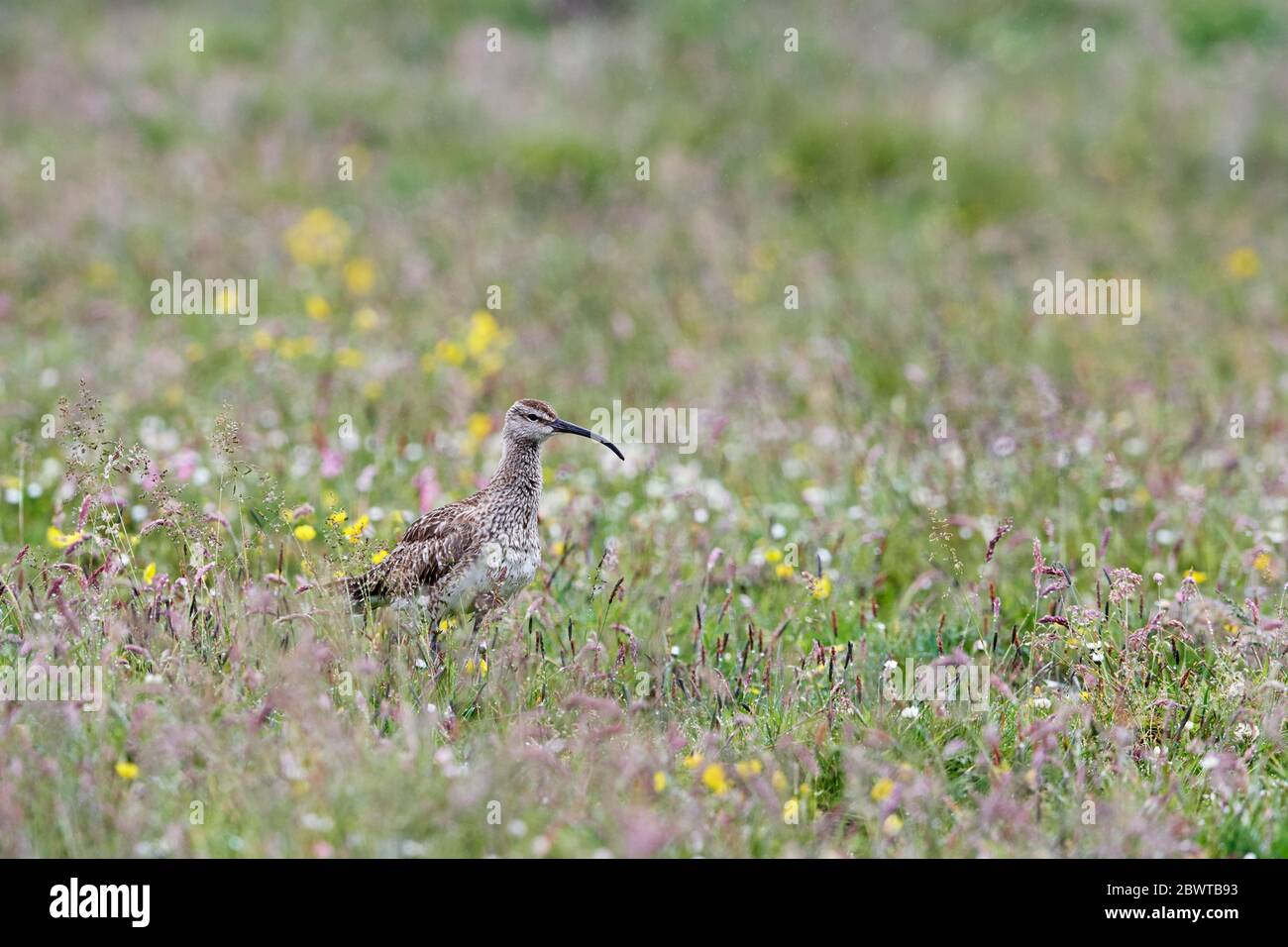Common snipe uk grass hi-res stock photography and images - Alamy