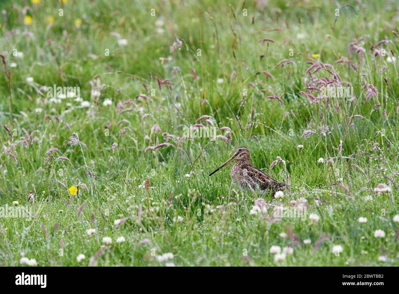 Common snipe uk grass hi-res stock photography and images - Alamy