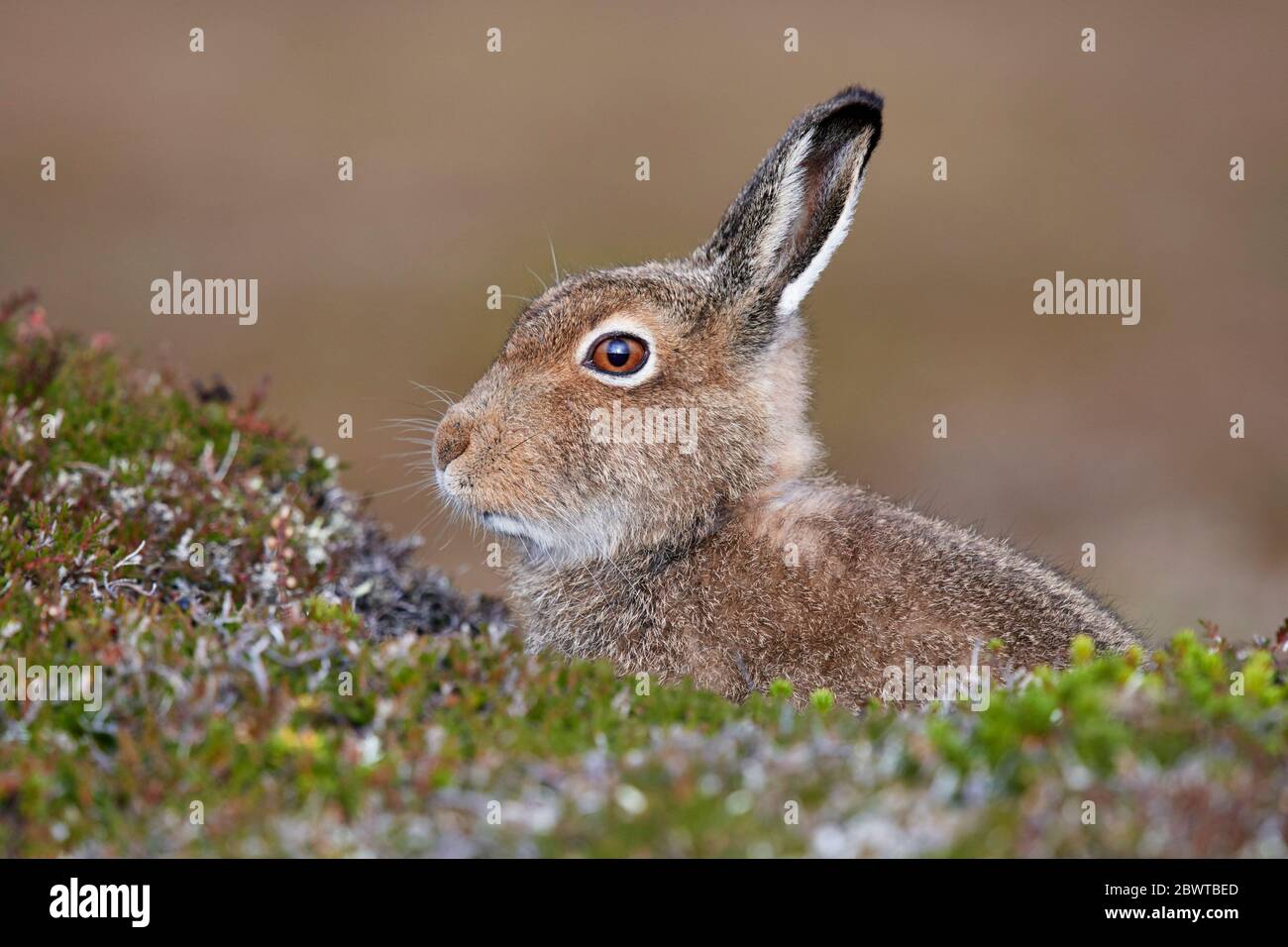 Mountain hare (Lepus timidus) UK Stock Photo - Alamy