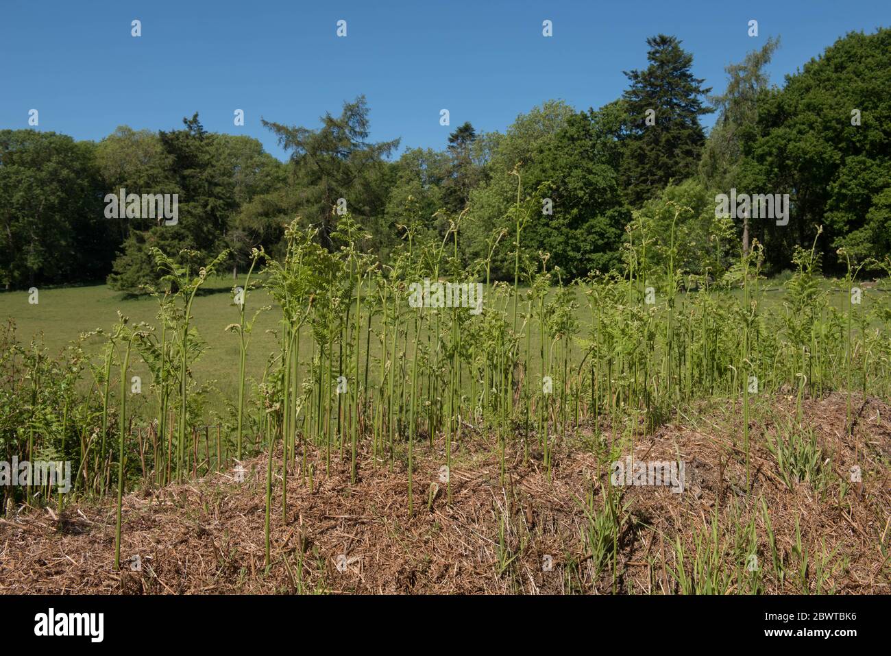 Unfurling Spring Fronds of Bracken Ferns (Pteridium) Growing on Top of ...