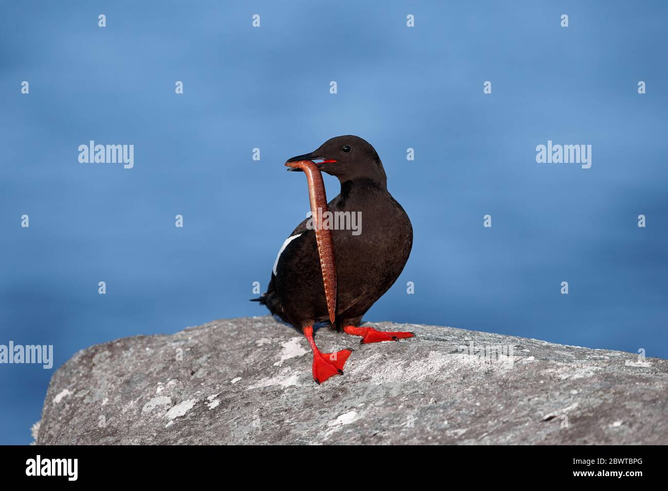 Black guillemot (Cepphus grylle) UK Stock Photo - Alamy