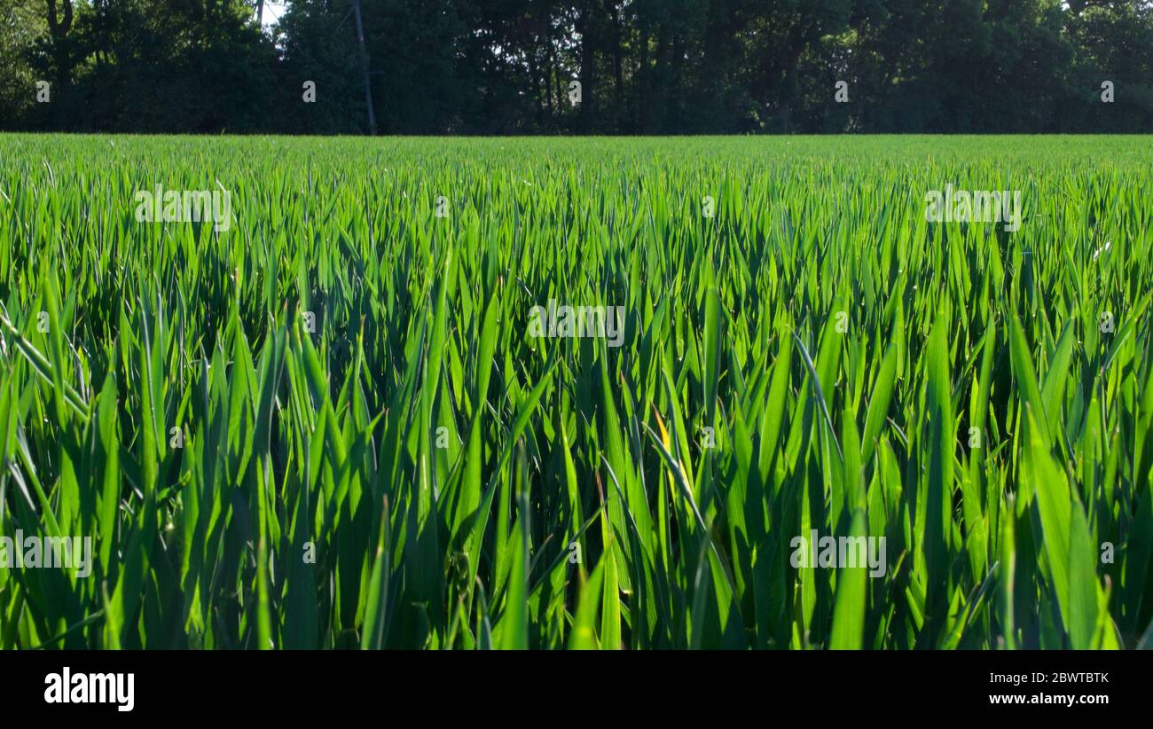 Beautiful image of lush corn field in spring giving space for copy ...