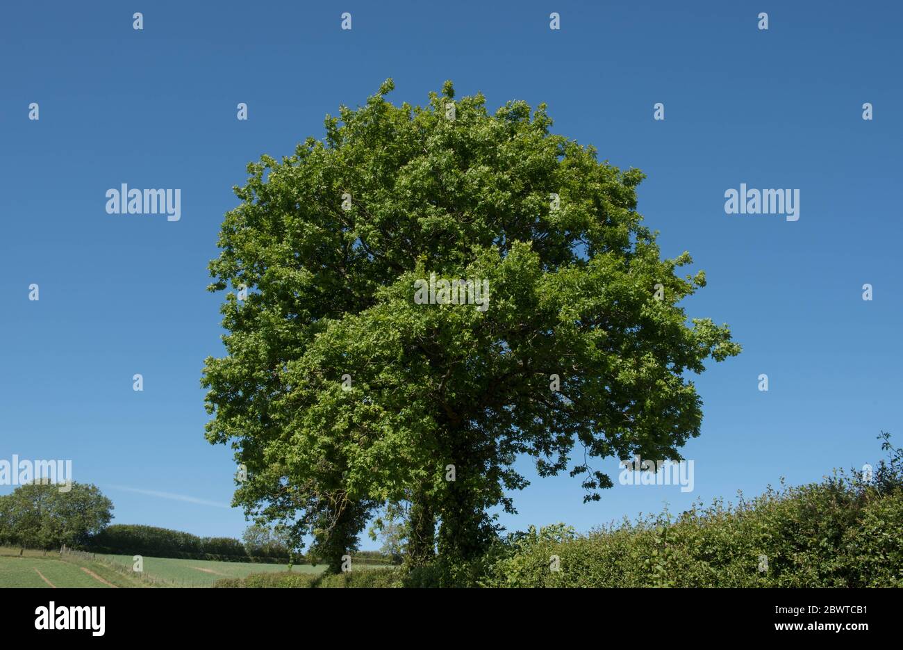 Spring Foliage of an English Oak Tree (Quercus robur) Growing in a ...