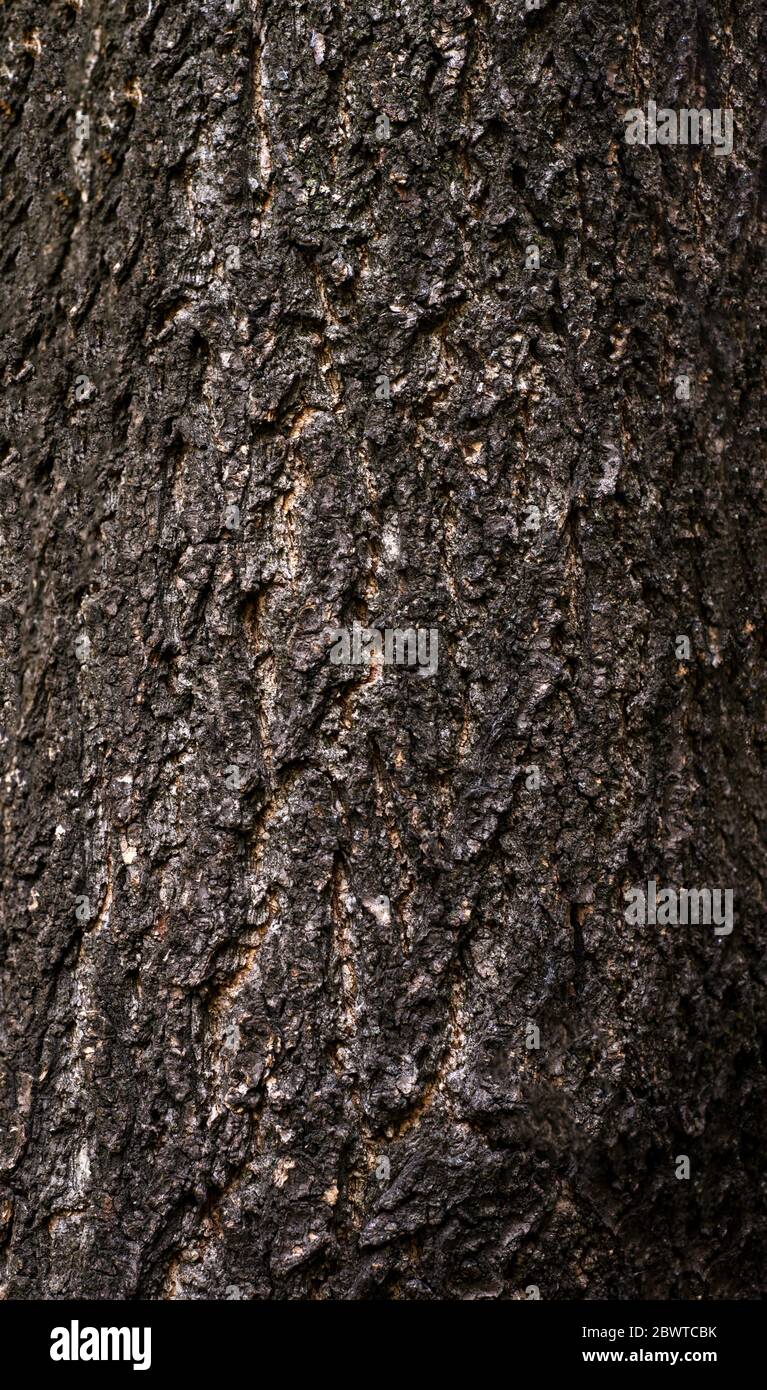 dry tree bark texture background Stock Photo - Alamy