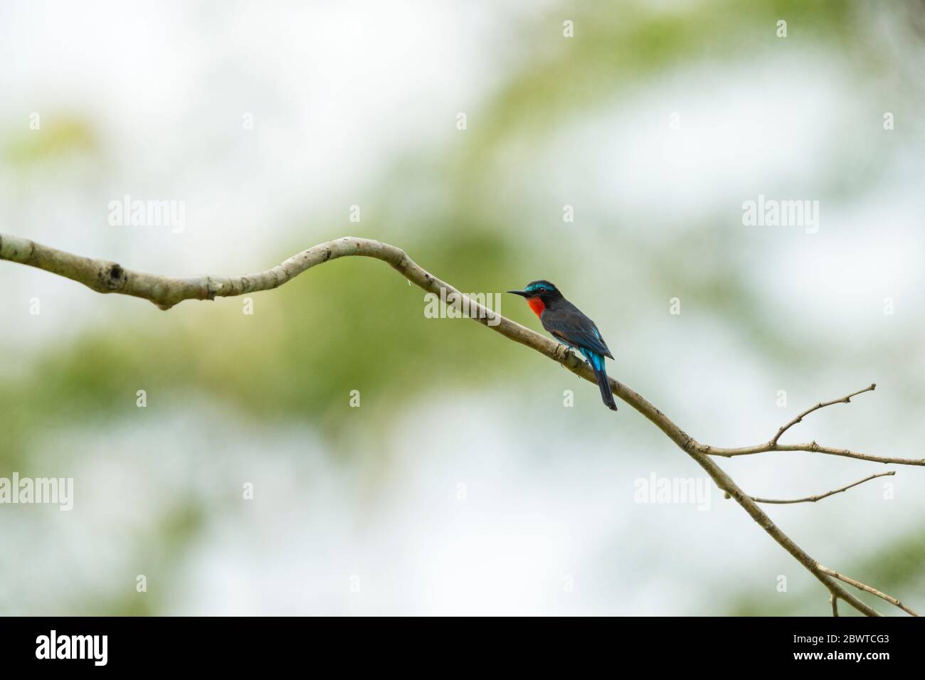 Black bee-eater Merops gularis, adult, perched in tree, Twifo, Ghana ...