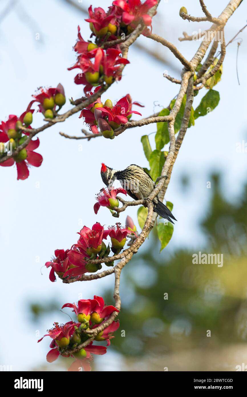 Flowering tree with bird india hi-res stock photography and images - Alamy