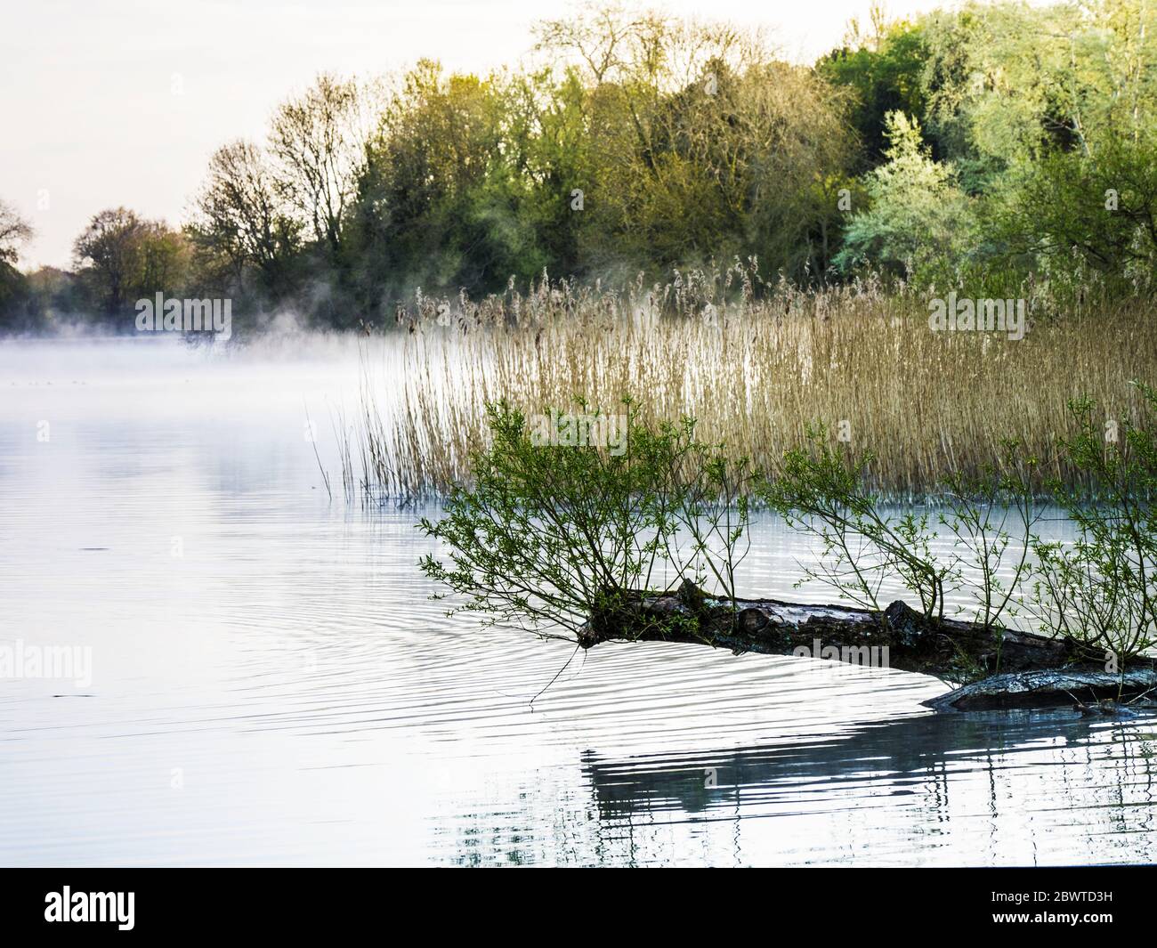A misty spring morning at Coate Water in Swindon Stock Photo - Alamy