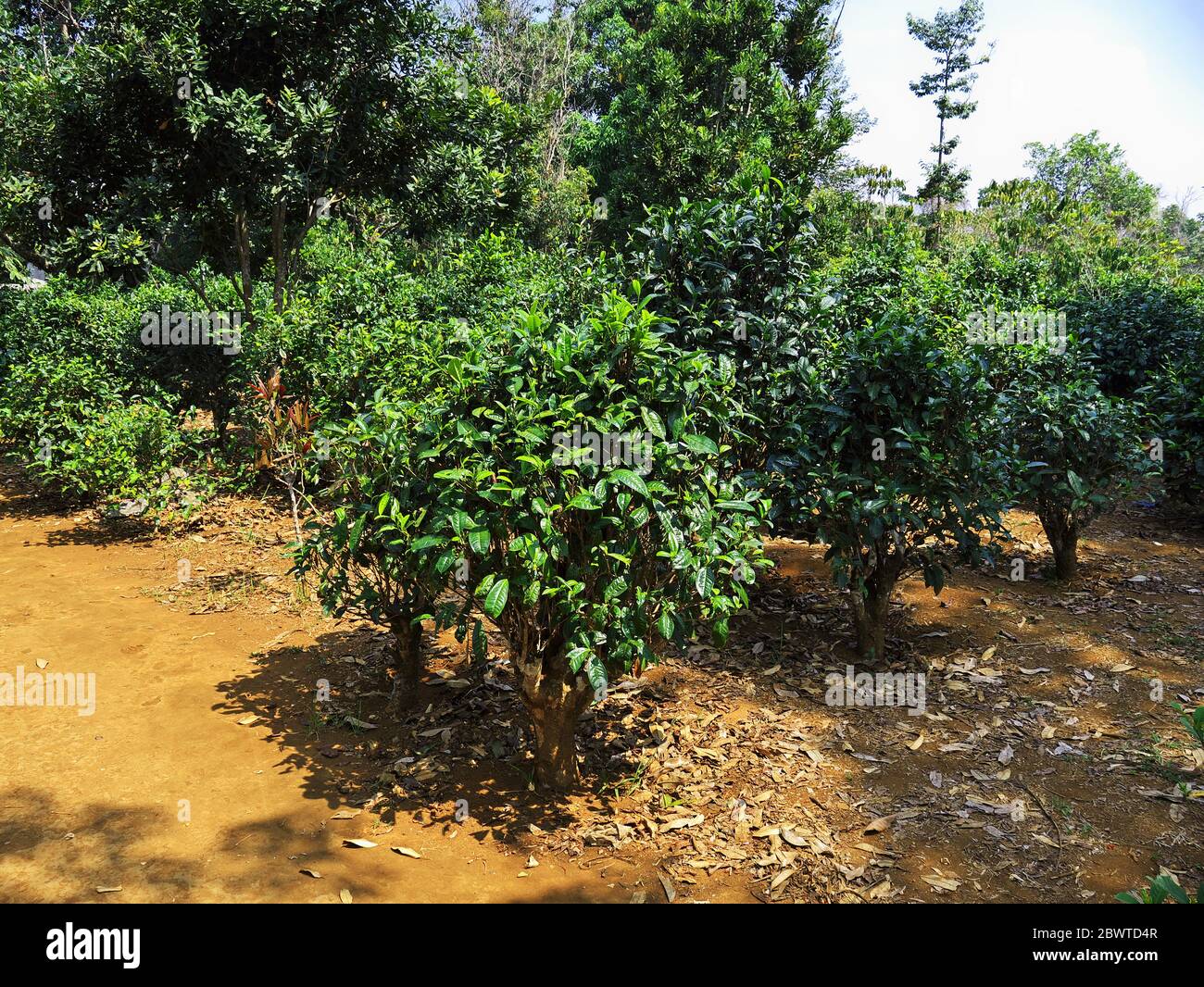 The tea plantation in Laos Stock Photo - Alamy