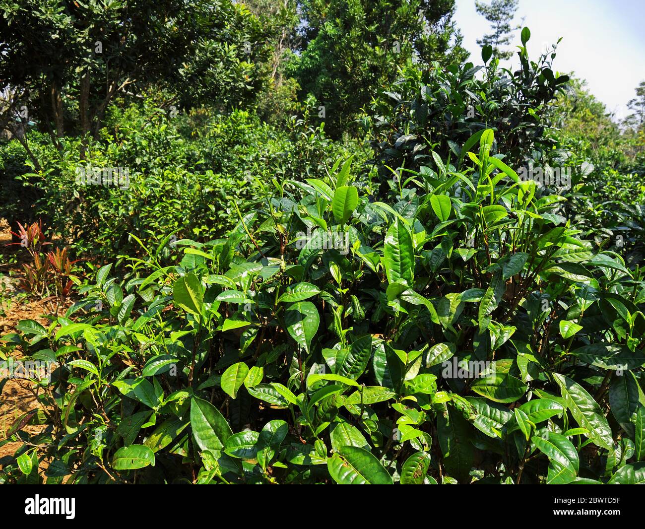 The tea plantation in Laos Stock Photo - Alamy