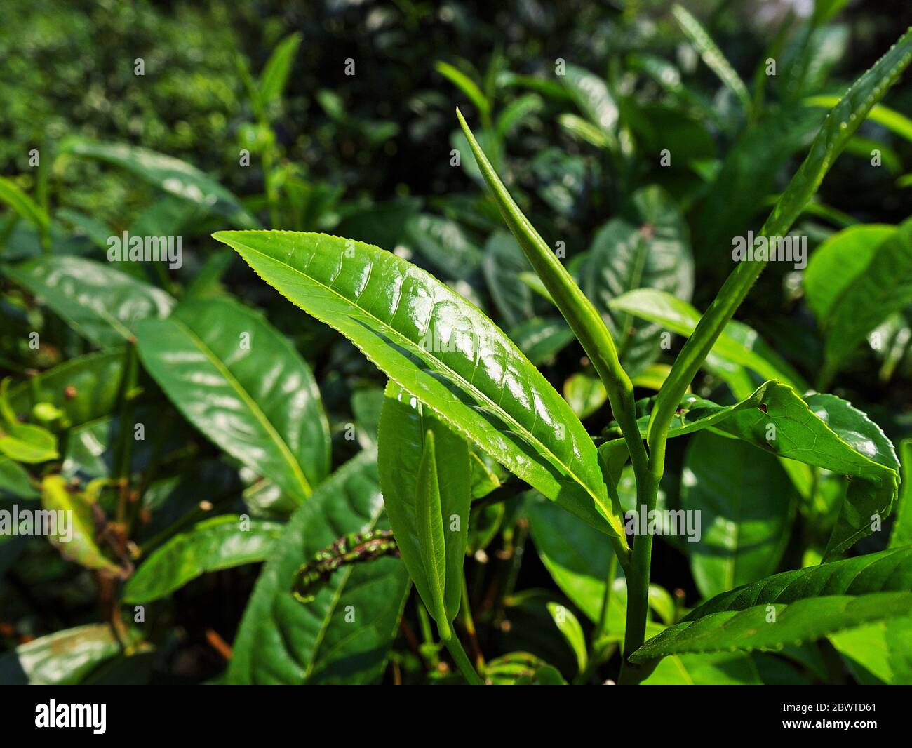 The tea plantation in Laos Stock Photo - Alamy