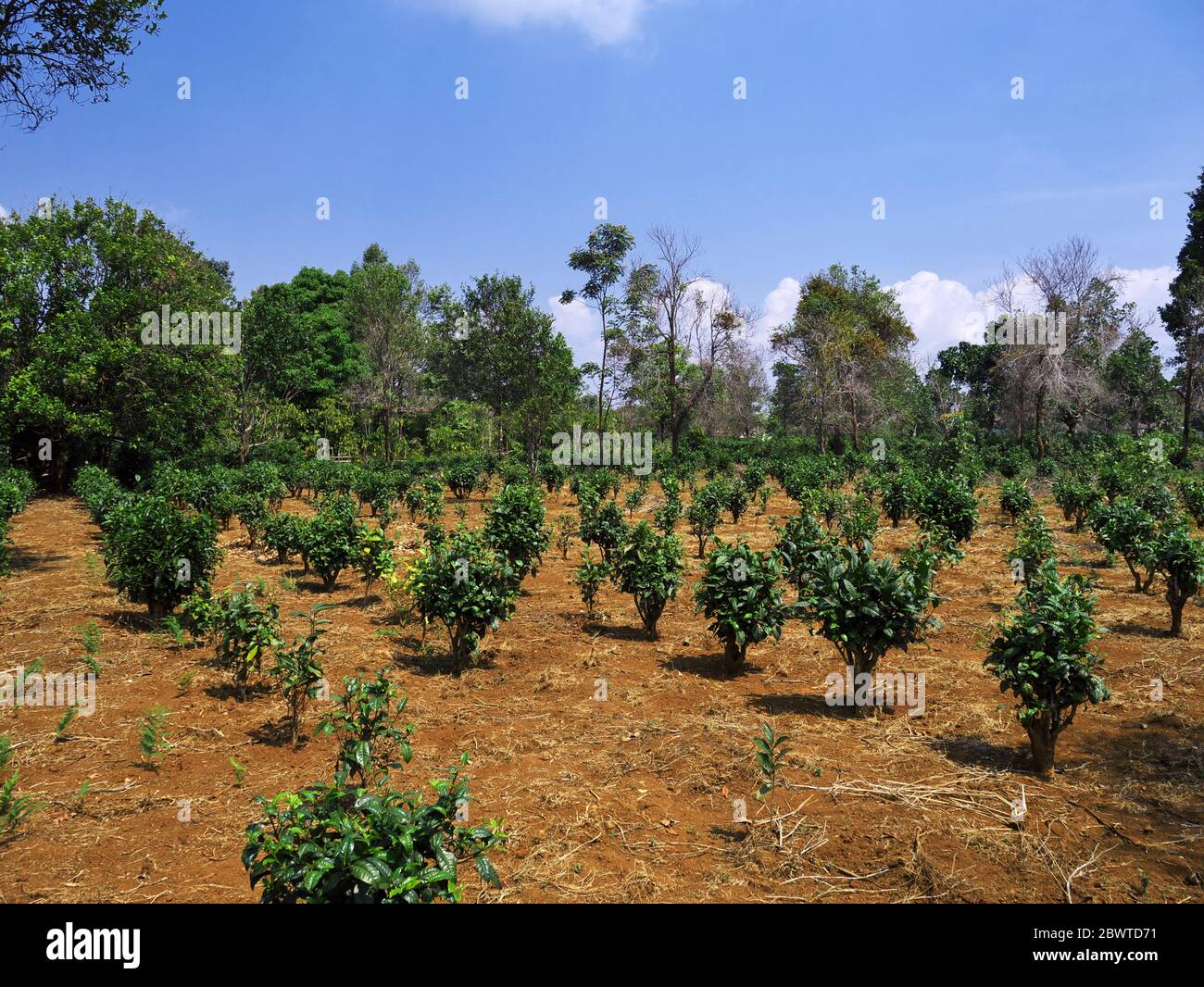 The tea plantation in Laos Stock Photo - Alamy