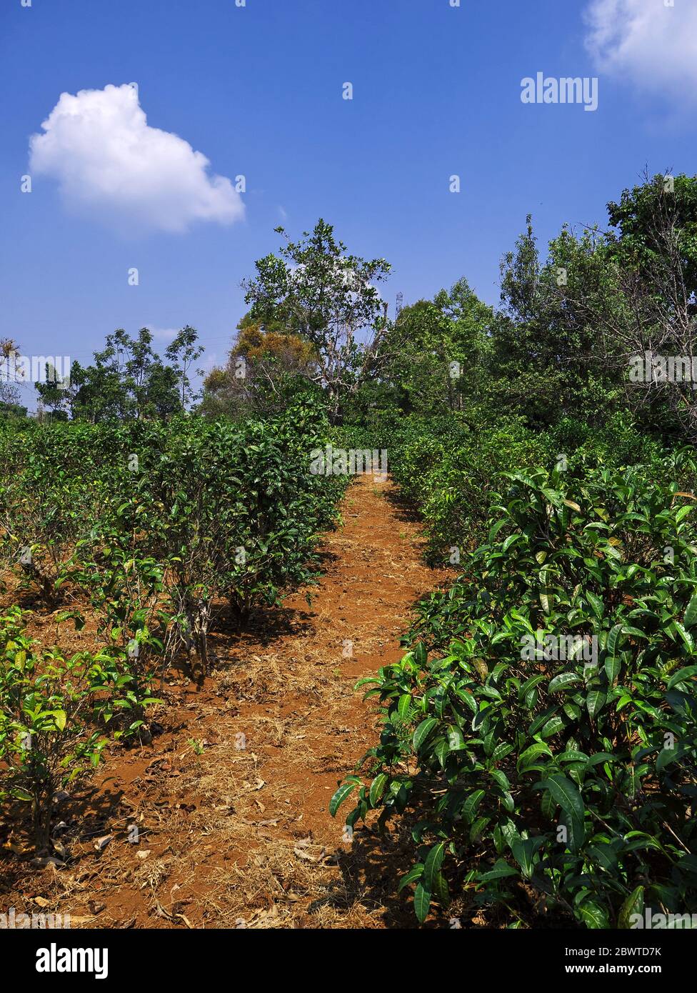 The tea plantation in Laos Stock Photo - Alamy