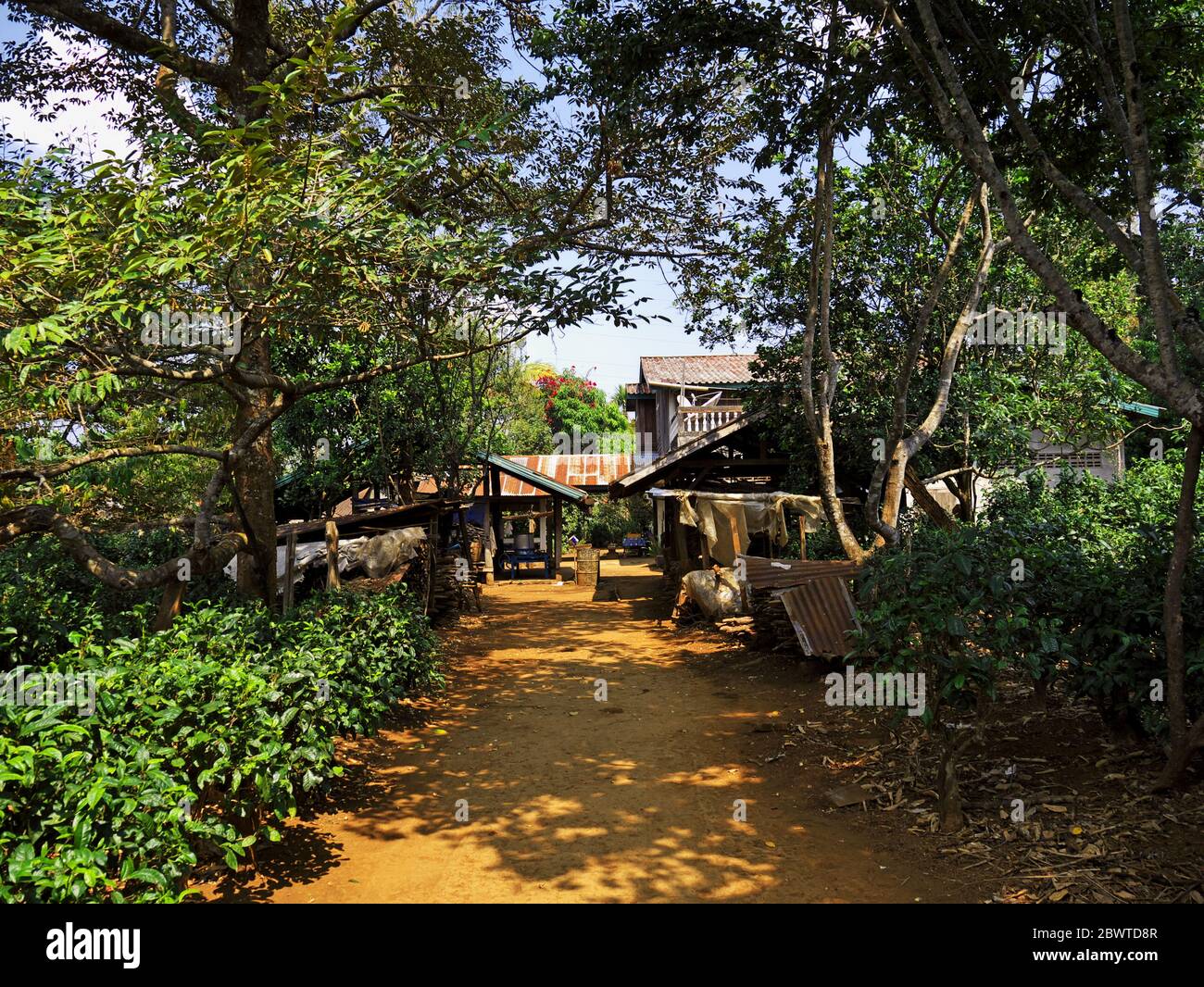 The tea plantation in Laos Stock Photo - Alamy